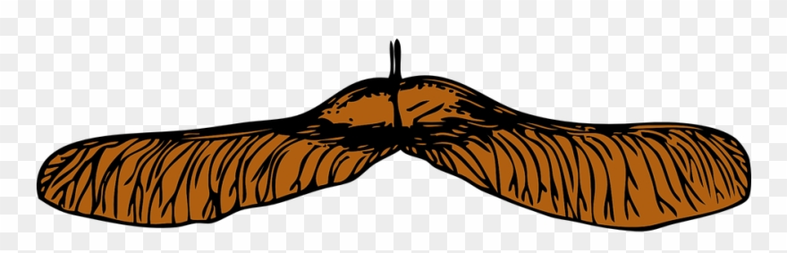 Seeds Clipart Tree Clip Art - Seed Pod Clipart - Png Download (#3371404 ...