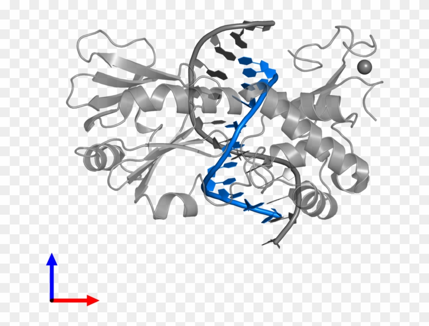 Pdb Entry 3gpx Contains 1 Copy Of Dna 3') In Assembly - Graphic Design ...