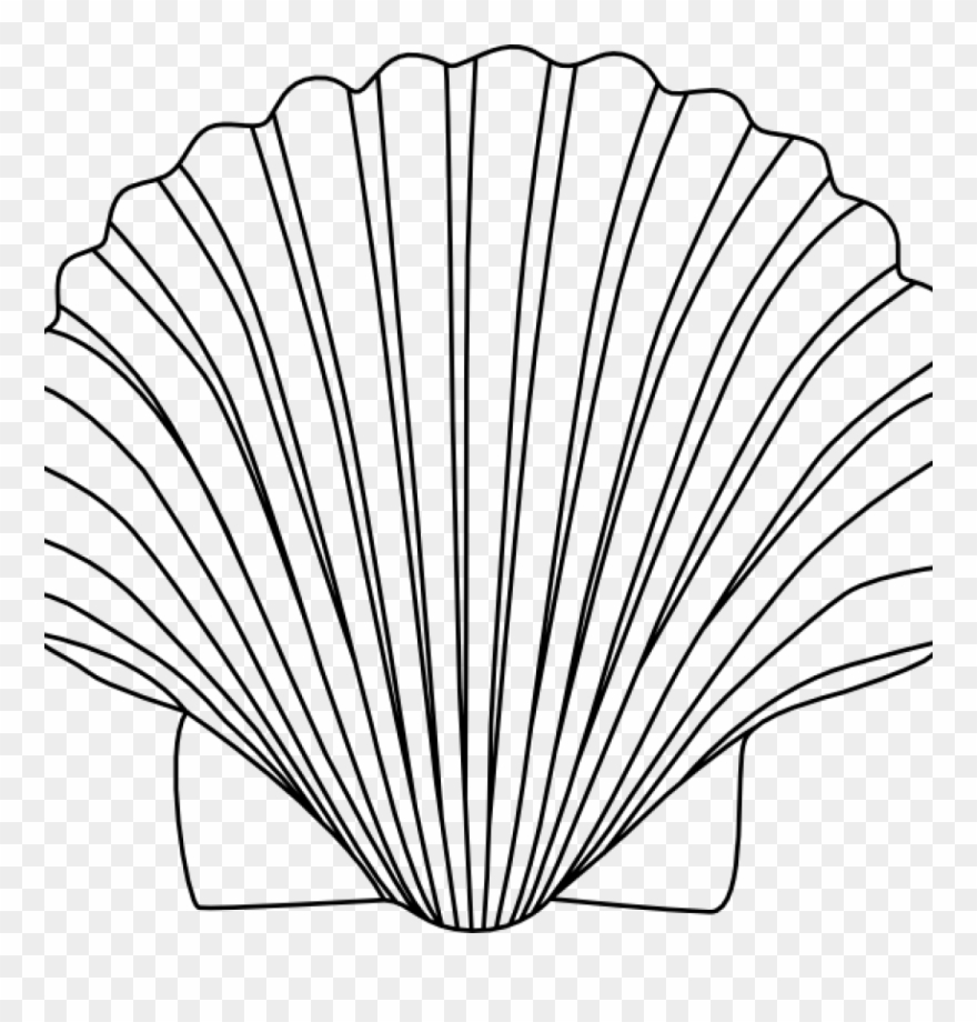 Shell Clipart 15 Shells Clipart Black And White For - Sea Shells Clipart Black And White - Png ...