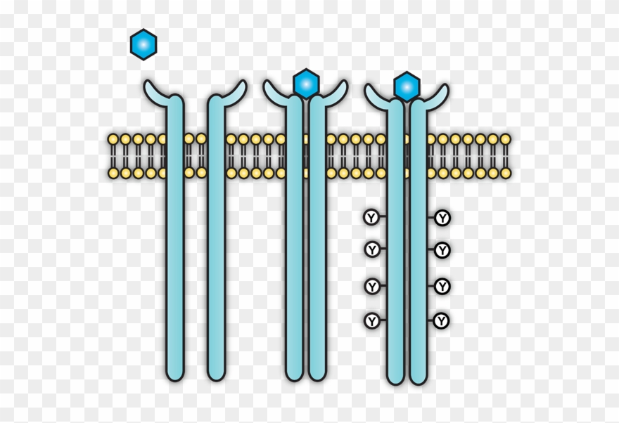 Rtkactivation - Rtk Dimerization Clipart (#3579684) - PinClipart