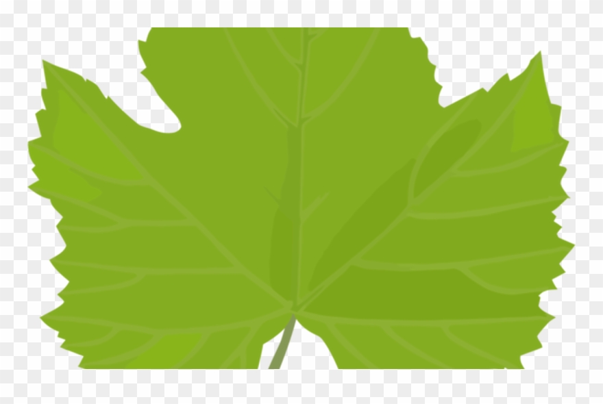 Download Leaf Common Grape Vine Grape Leaves Plant Stem Plants - Grapes ...