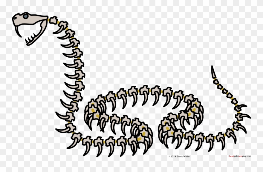 1162 X 708 1 - Skeleton Snake Png Clipart (#3635780) - PinClipart