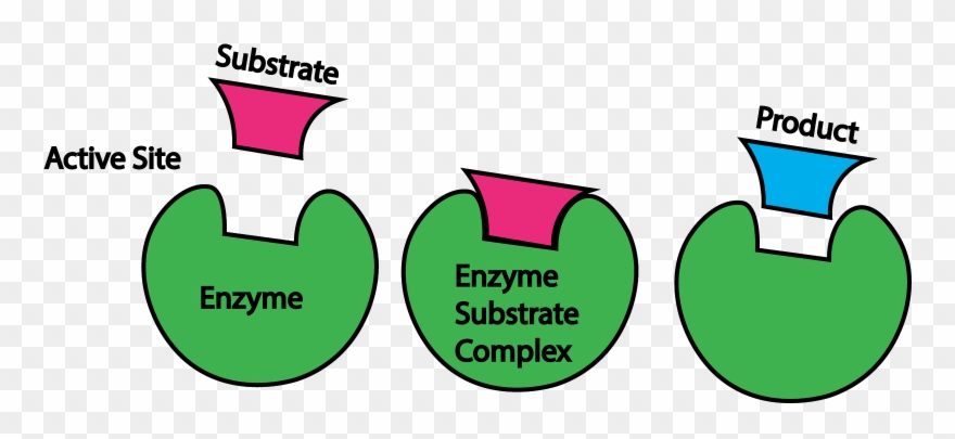 Enzymes Clipart (#3660187) - PinClipart