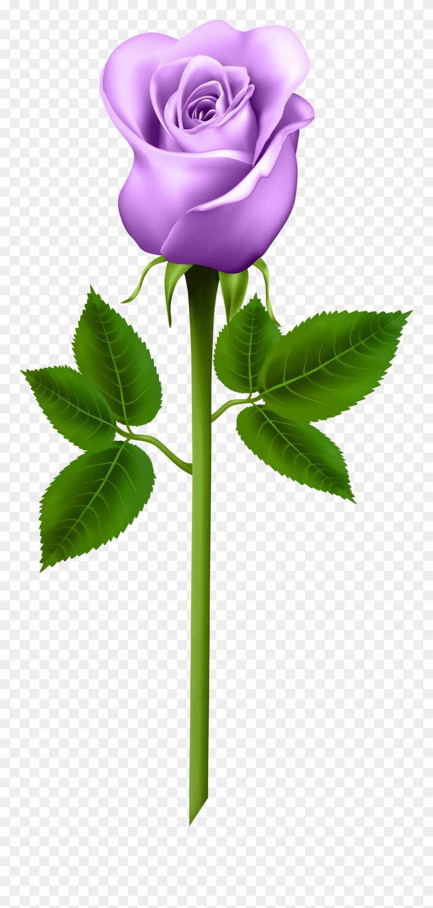 Transparent Purple Rose Clip Art - Purple Rose Png (#3795807) - PinClipart