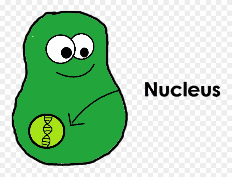 Dna Replication Occurs In The Nucleus Of The Cell Clipart (#3801703 ...