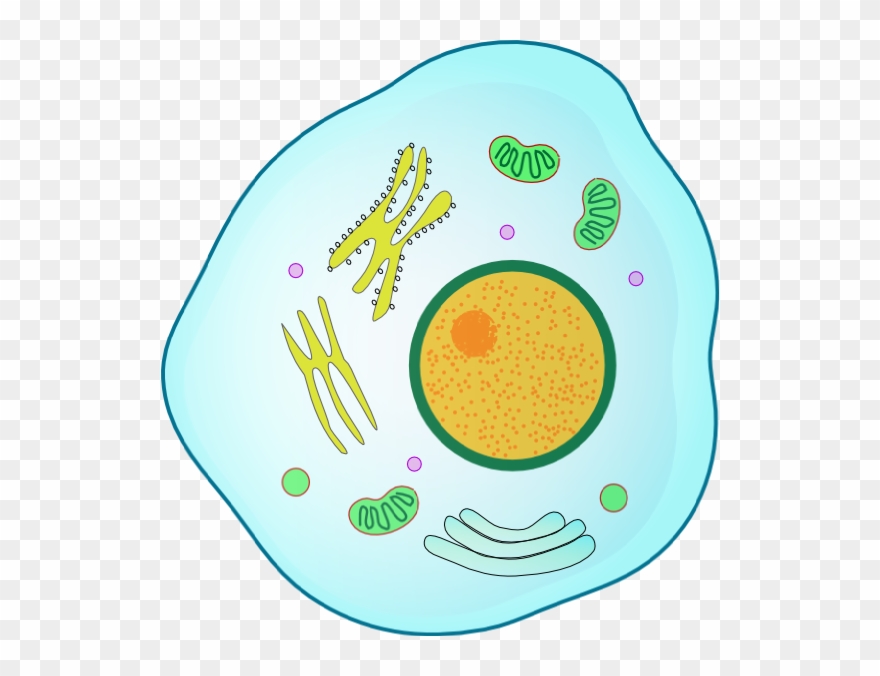 Download Animal Cell Clip Art - Png Download (#3812116) - PinClipart