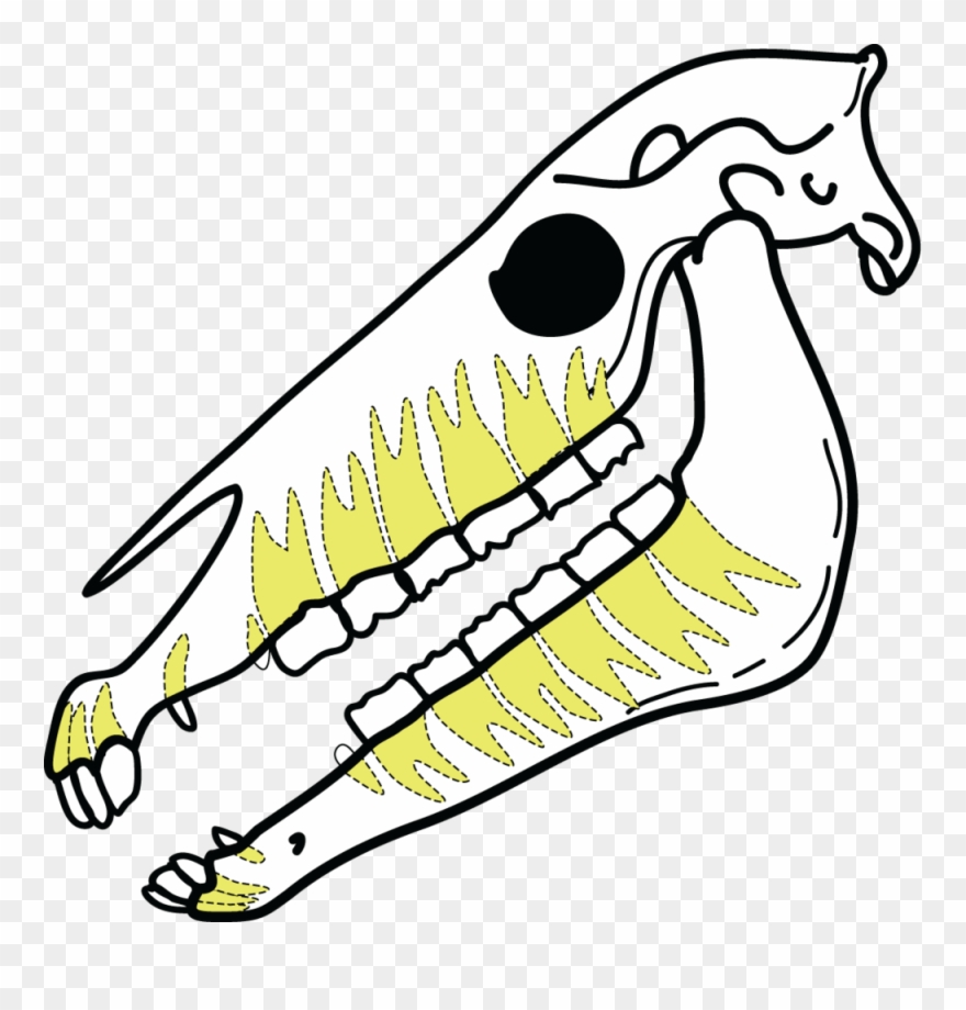 28-teethdiagram Clipart (#3956802) - PinClipart