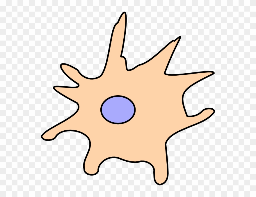Download Dendritic Cell Png Clipart (#47423) - PinClipart