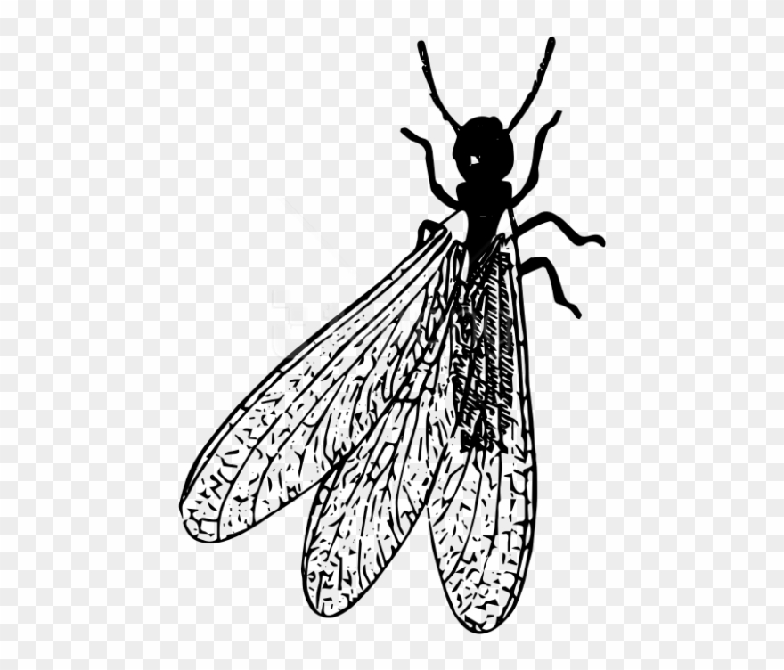Free Png Termite Png Images Transparent - Winged Termite Clip Art ...