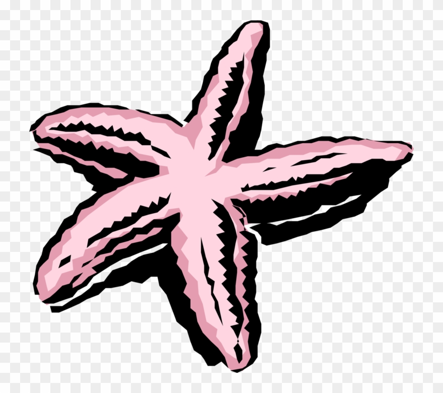 Vector Illustration Of Pink Marine Invertebrate Starfish - Illustration ...