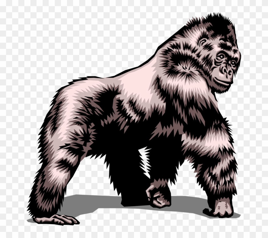 Vector Illustration Of Herbivorous Ape Silverback Gorilla - Label A ...