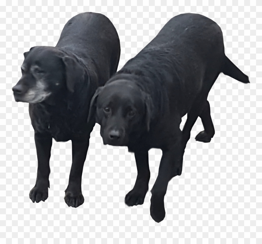 Black Labradors No Background Dogs Png Black Lab Clipart - Black ...