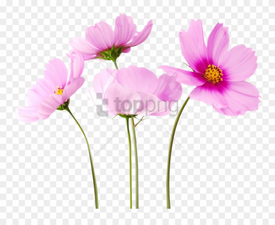 Download Free Png Transpa Flowers Png Image With Transpa Background ...