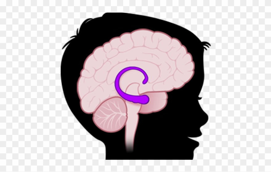 Download Brains Clipart Amygdala - Hippocampus In Brain Png Transparent ...