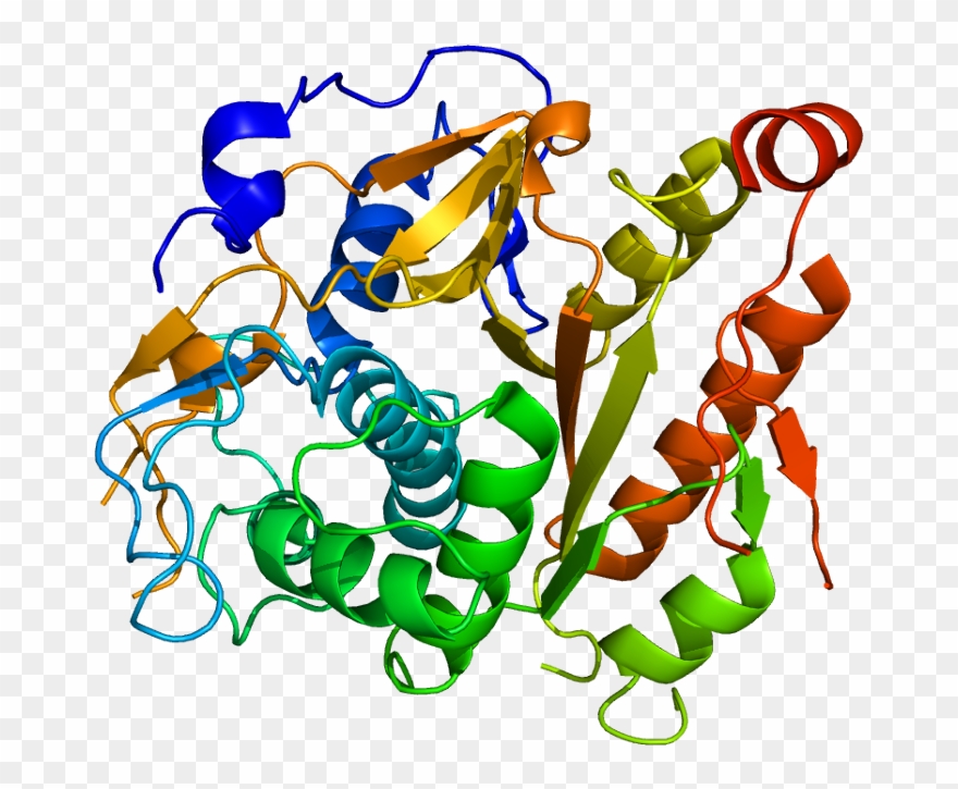 Atg4b Structure Clipart (#4228286) - PinClipart