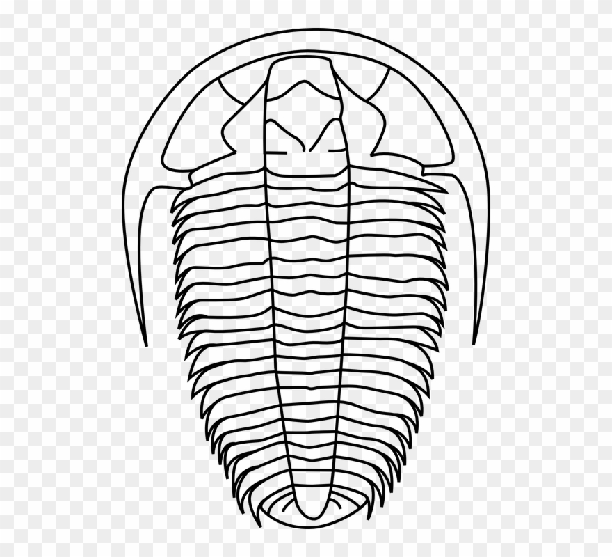 Trilobite Clipart - Png Download (#4235065) - PinClipart