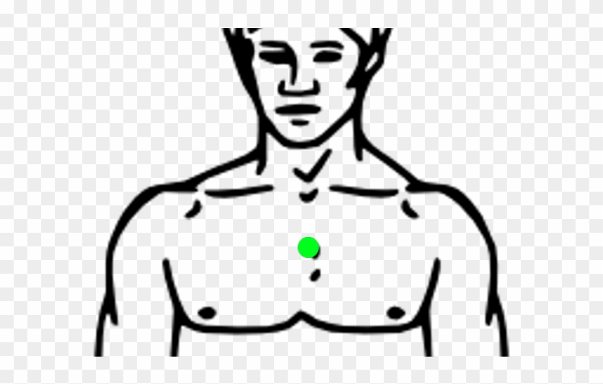 Chest Clipart Body Part - Upper Body Clipart - Png Download (#4242602 ...