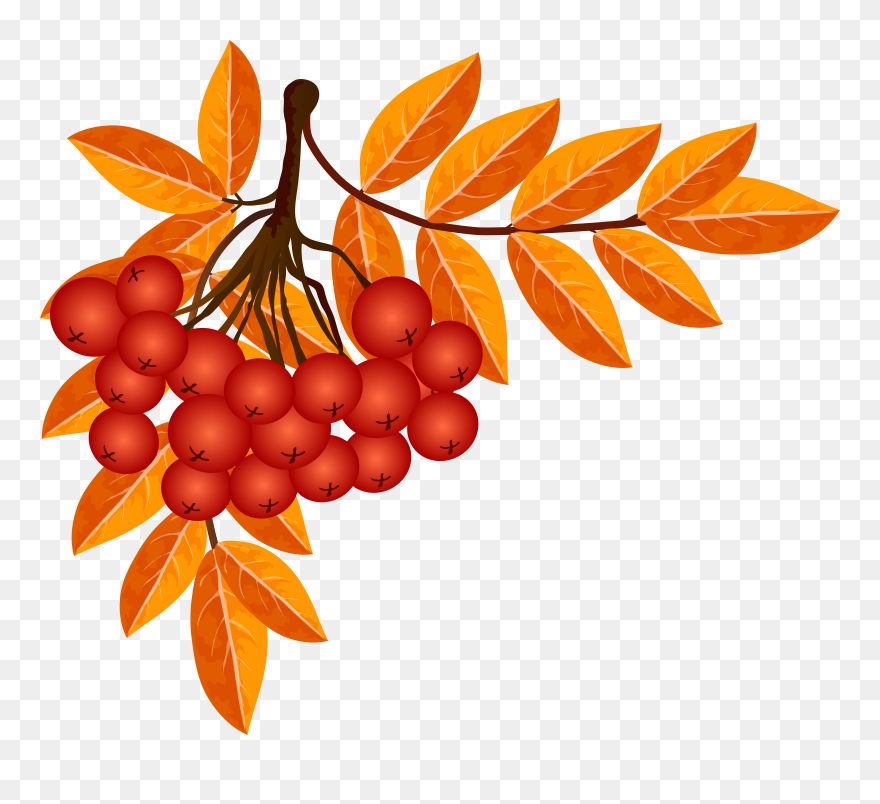 Rowan Tree Clipart Clip Library Stock Fall Decoration - Png Download ...