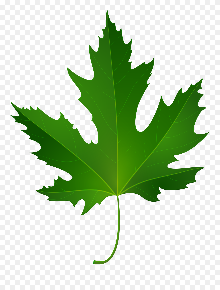 Download Tree Leaves Png Clipart Transparent Png (#4999450) - PinClipart