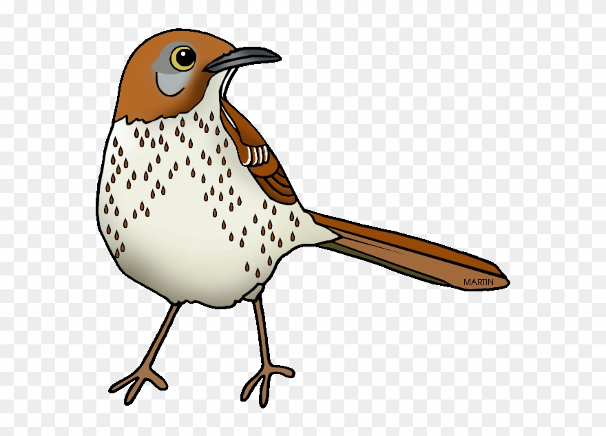 Images Of Georgia State Bird United States Clip Art - Georgia State ...