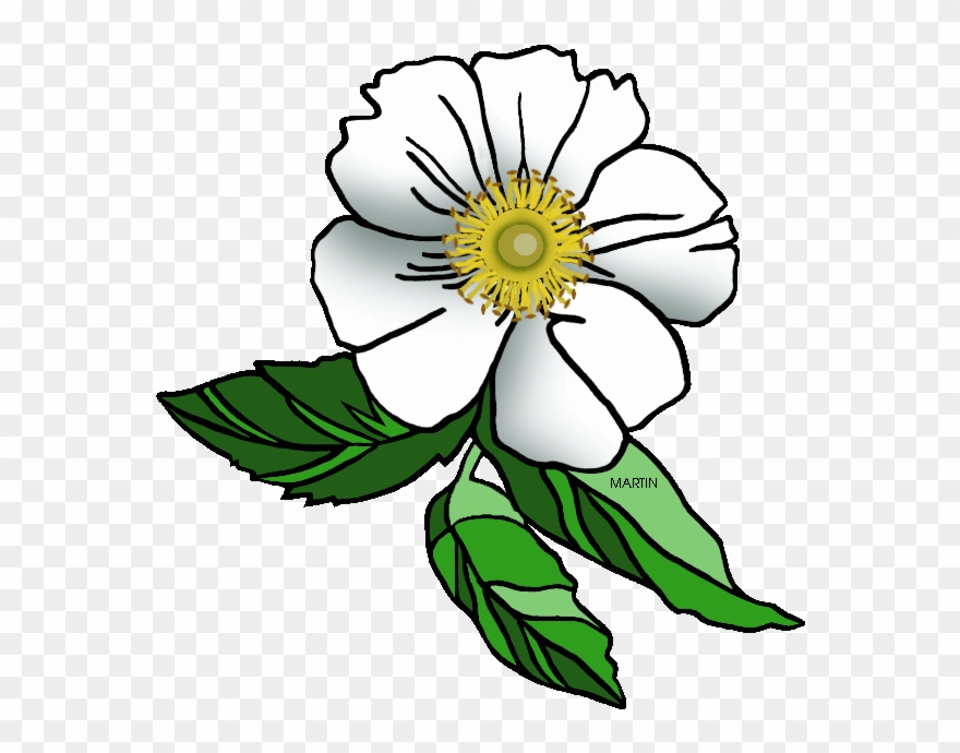 Download Georgia State Flower - Cherokee Rose Clip Art - Png Download ...