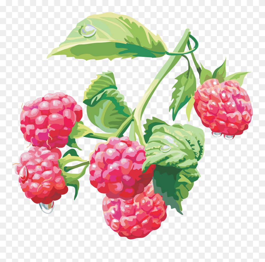 Raspberry Vine Png - Raspberry Bush Transparent Background Clipart ...