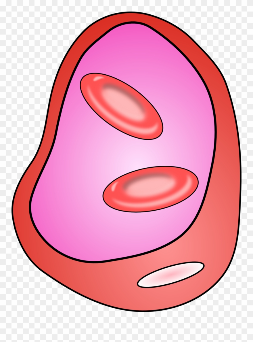 Blood Cell - Cell Clipart - Png Download (#524258) - PinClipart