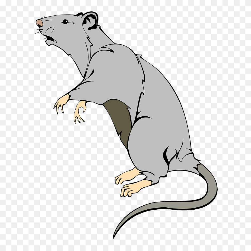 Download Rat Clipart - Transparent Rat Cartoon - Png Download (#5215748 ...