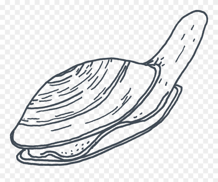 Download Razor Clam Drawing Clipart (#5226783) - PinClipart