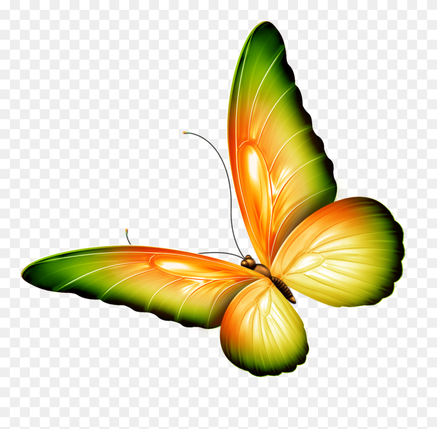 Butterfly Clip Art - Orange And Green Butterfly - Png Download ...