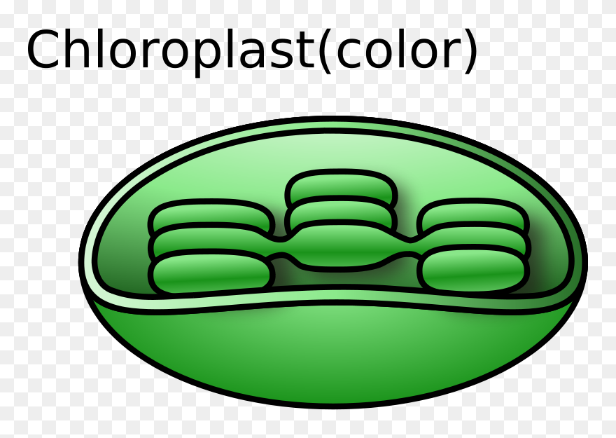 Chloroplast Png Clipart (#5243714) - PinClipart