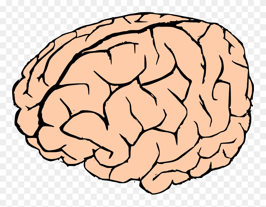 Download Brain Thumbnail Clip Art - Brain Clip Art - Png Download ...