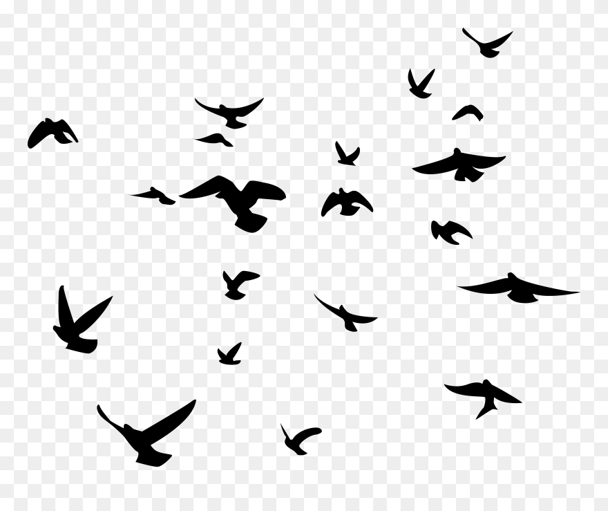 Download Bird Silhouette American Crow Flock Clip Art - Birds Png Black ...