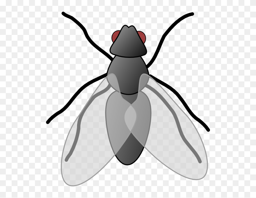 Fly Clipart - Png Download (#5294273) - PinClipart