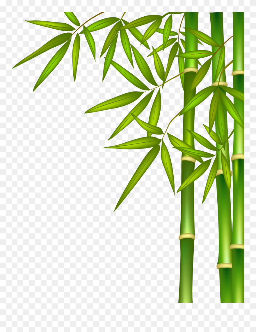 Bamboo Png- - Png Clipart Bamboo Tree Png Transparent Png (#5297819 ...