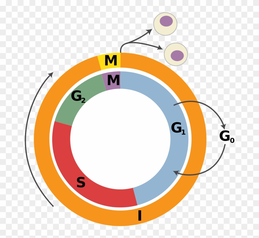 232 × 240 Pixels - Cell Cycle Png Clipart (#531404) - PinClipart