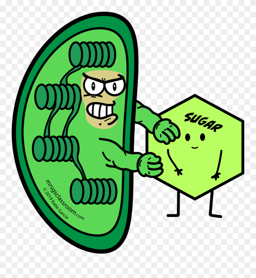 Cartoon Pictures Of Chloroplasts Clipart (#5305597) - PinClipart