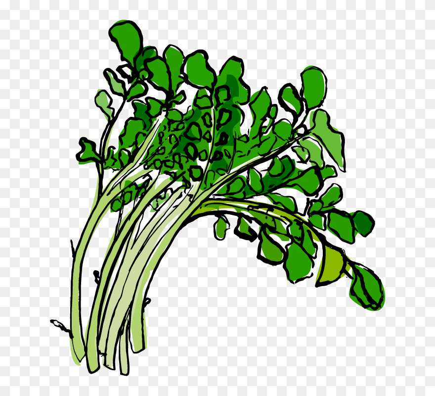 Download Watercress Cartoon Clipart (#5331621) - PinClipart