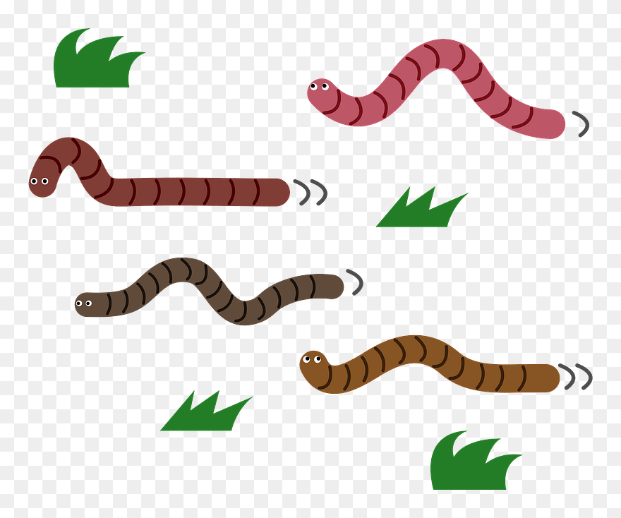 Earthworms Animal Clipart - Earthworm - Png Download (#5334016 ...