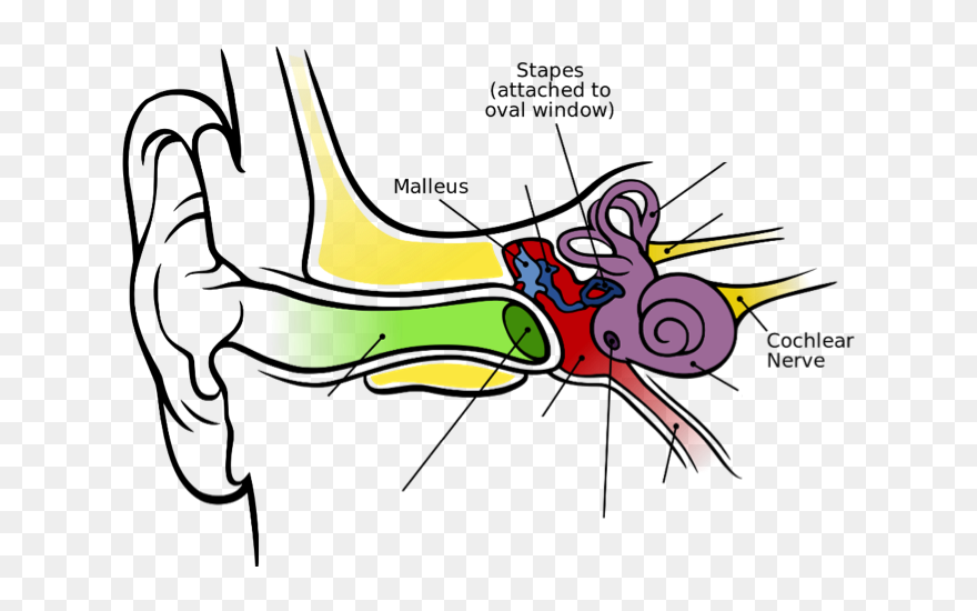 Download Image Of The Inner Ear Showing The Malleus, Stapes, - Inner ...