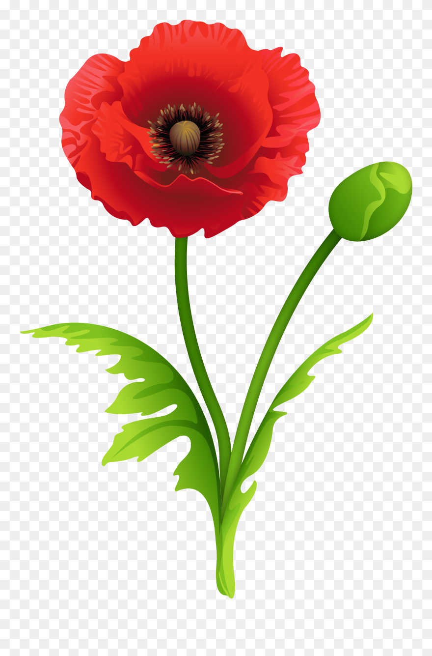 Red Poppy Clipart Image - Poppy Clipart - Png Download (#5365734 ...