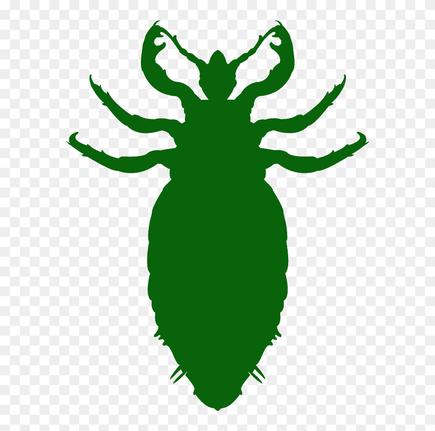 Lice Clipart - Png Download (#5365890) - PinClipart