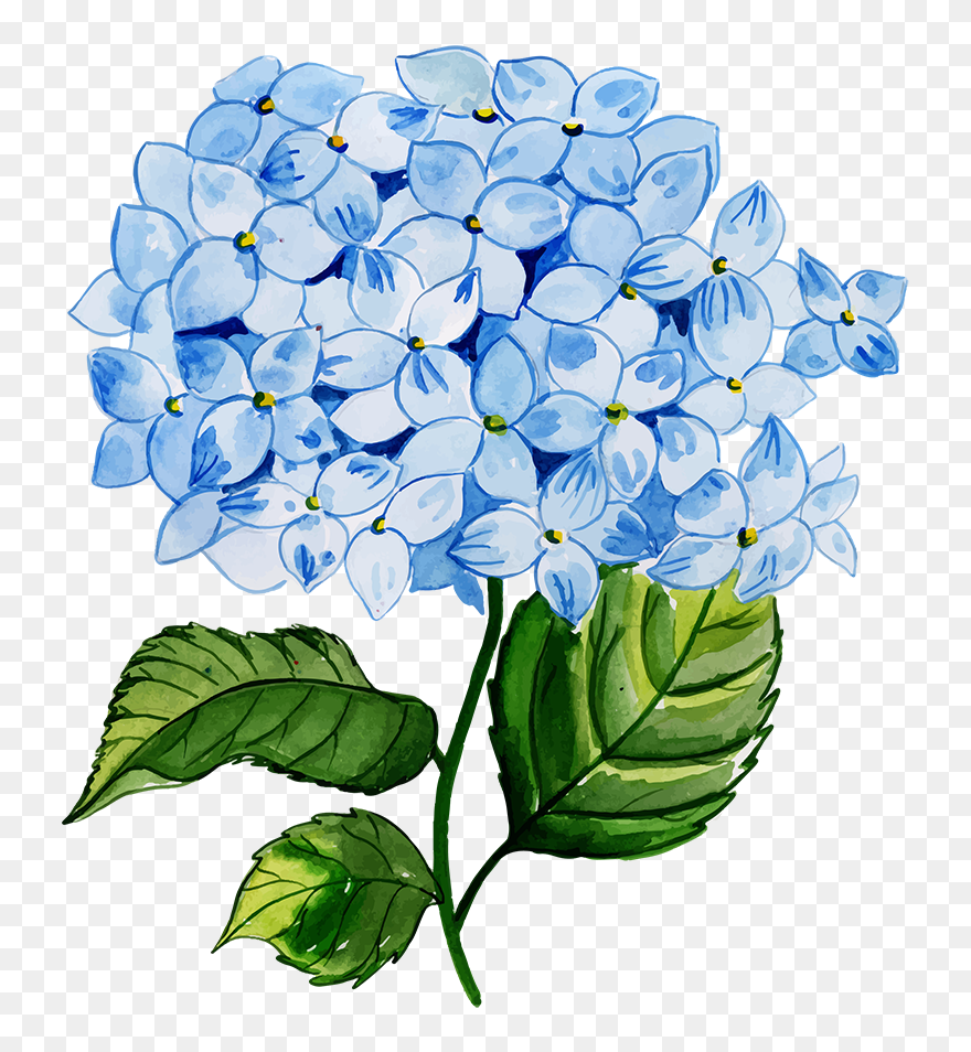 Hydrangea Serrata Clipart (#5366404) - PinClipart