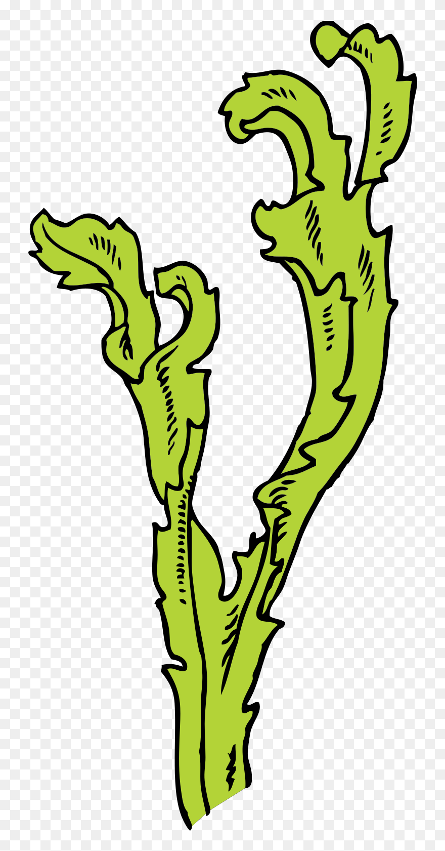 Algae Clipart - Png Download (#5379599) - PinClipart