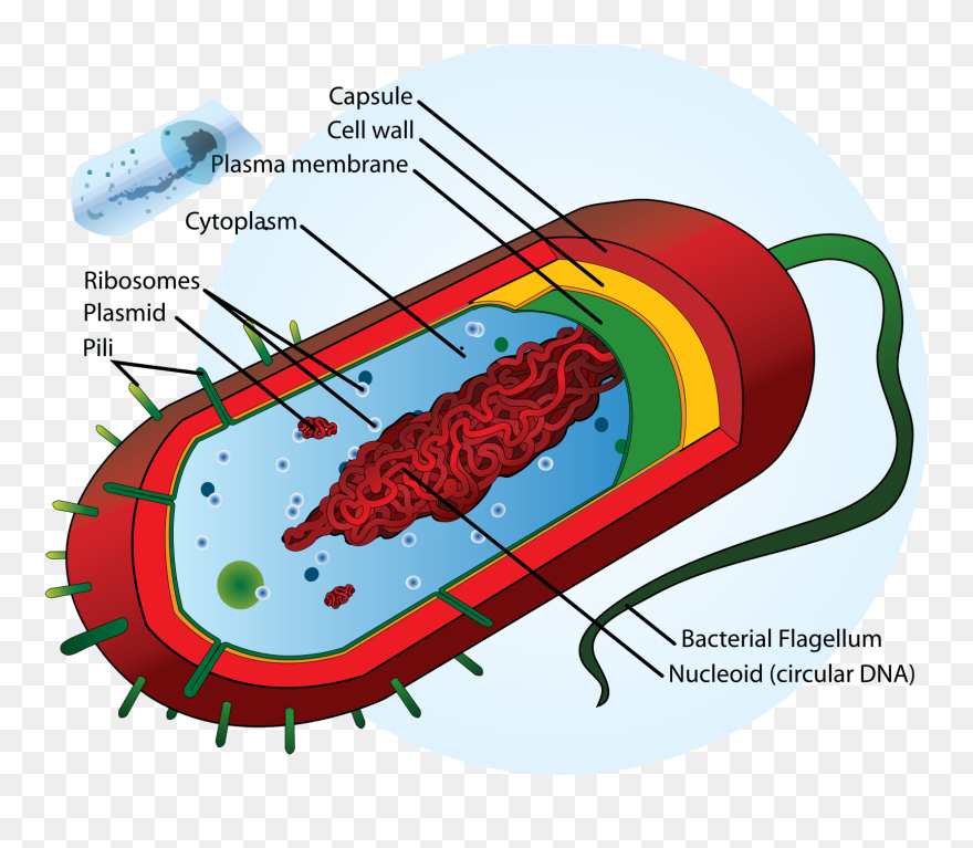 Single Celled Organisms Diagram Clipart (#5382447) - PinClipart