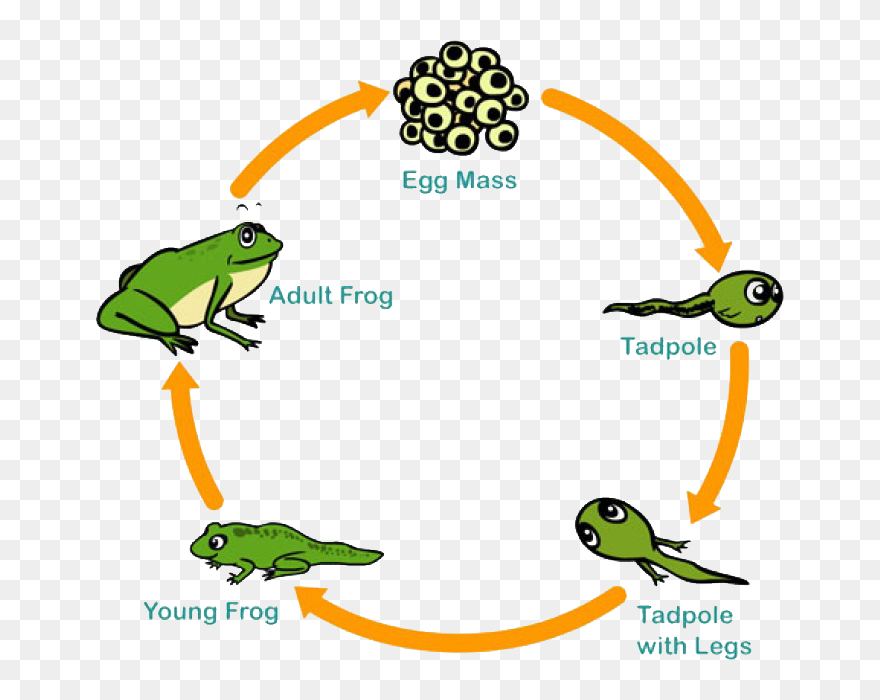 Life Cycle Of A Frog Clipart (#5382795) - PinClipart