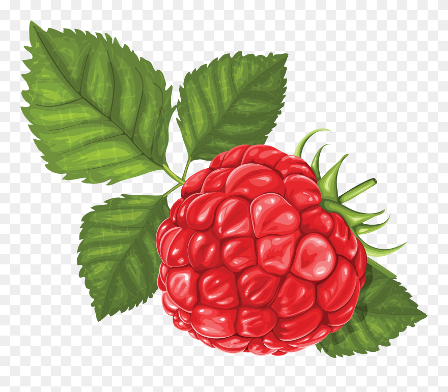Drawing Raspberry Png Clipart (#5389630) - PinClipart