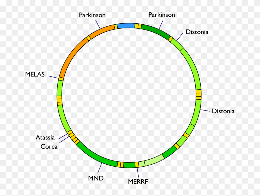 Download Serial Endosymbiosis Theory - Estructura Del Adn Mitocondrial ...