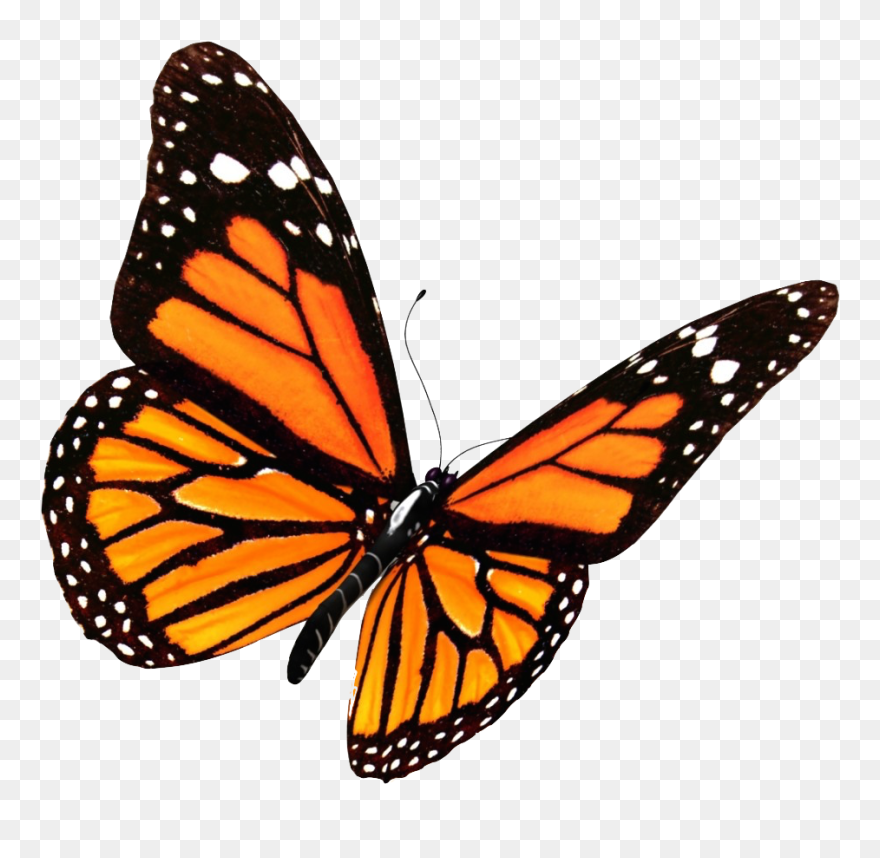 Butterfly Clip Art - Transparent Background Butterfly Clipart - Png ...