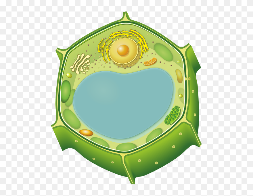 Download Cell Wall Without Label Clipart (#5404975) - PinClipart